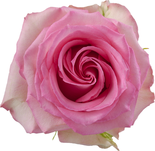 ROSE - PINK SWEET UNIQUE 50 CM – MLA Wholesale, Inc.