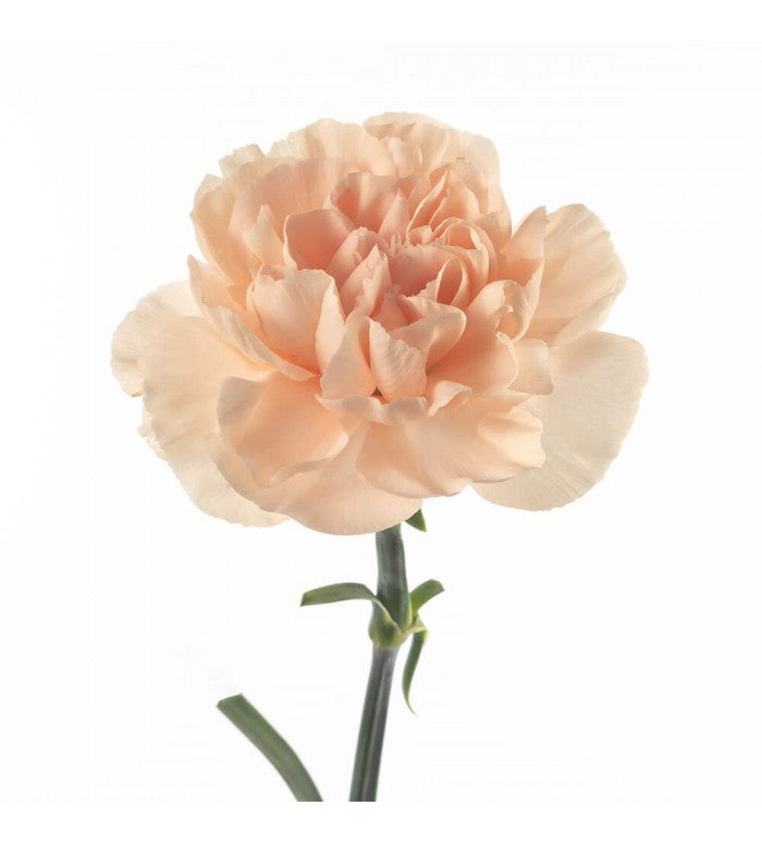 CARNATION - PEACH – MLA Wholesale, Inc.